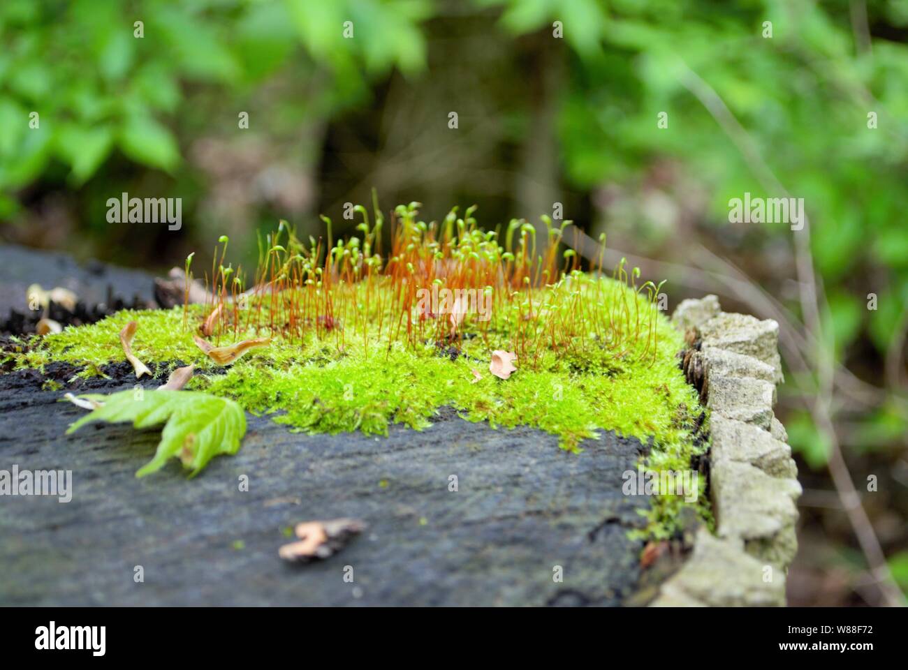 Neues Wachstumskonzept Stockfotos und -bilder Kaufen - Alamy