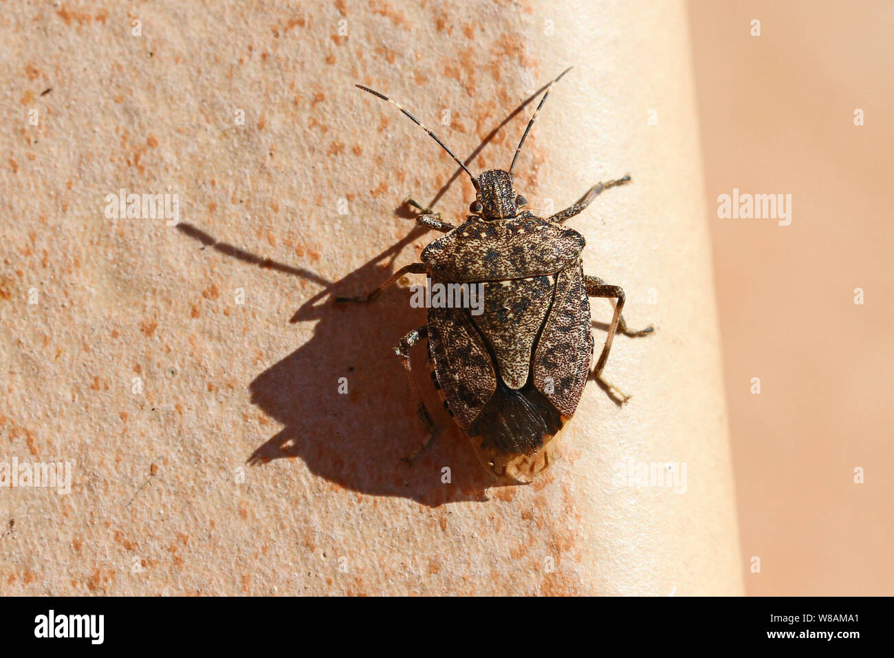 Braune marmorierte gestankwanzen -Fotos und -Bildmaterial in hoher ...