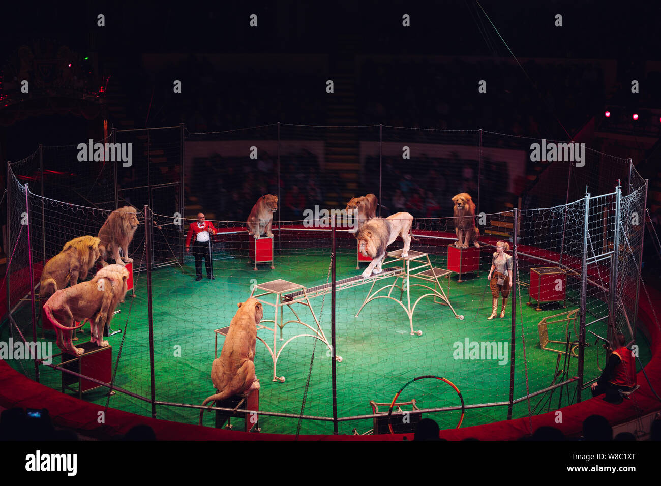 Darstellung der Löwen im Käfig im Zirkus Stockfotografie - Alamy