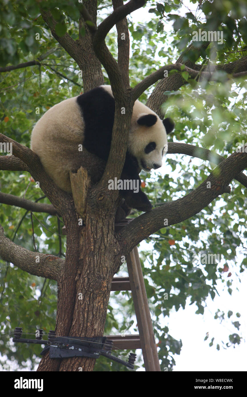 Panda Jia Jia ruht auf einem Baum an der Ningbo Youngor Zoo in Ningbo ...