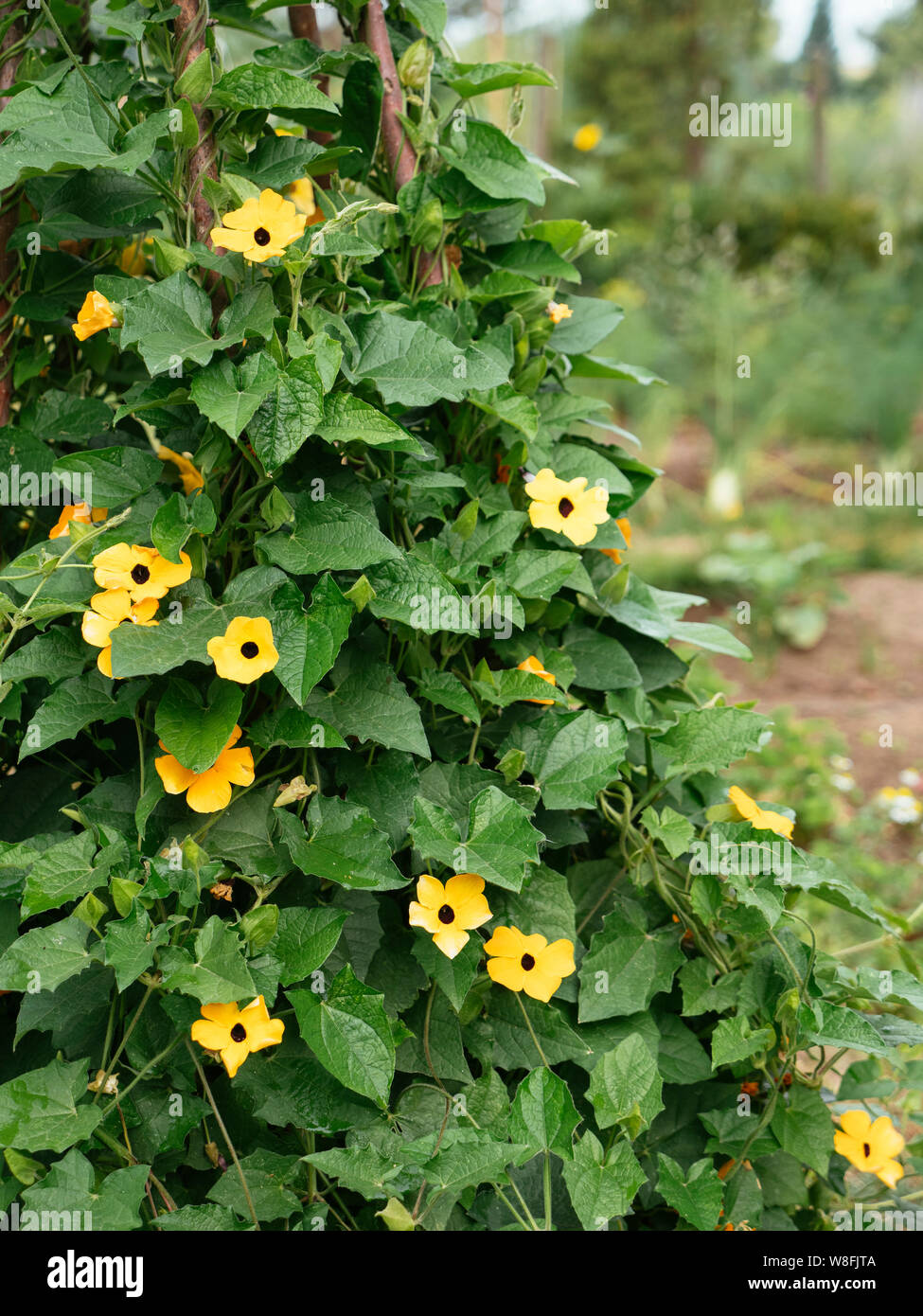 Thunbergia alata blume -Fotos und -Bildmaterial in hoher Auflösung – Alamy
