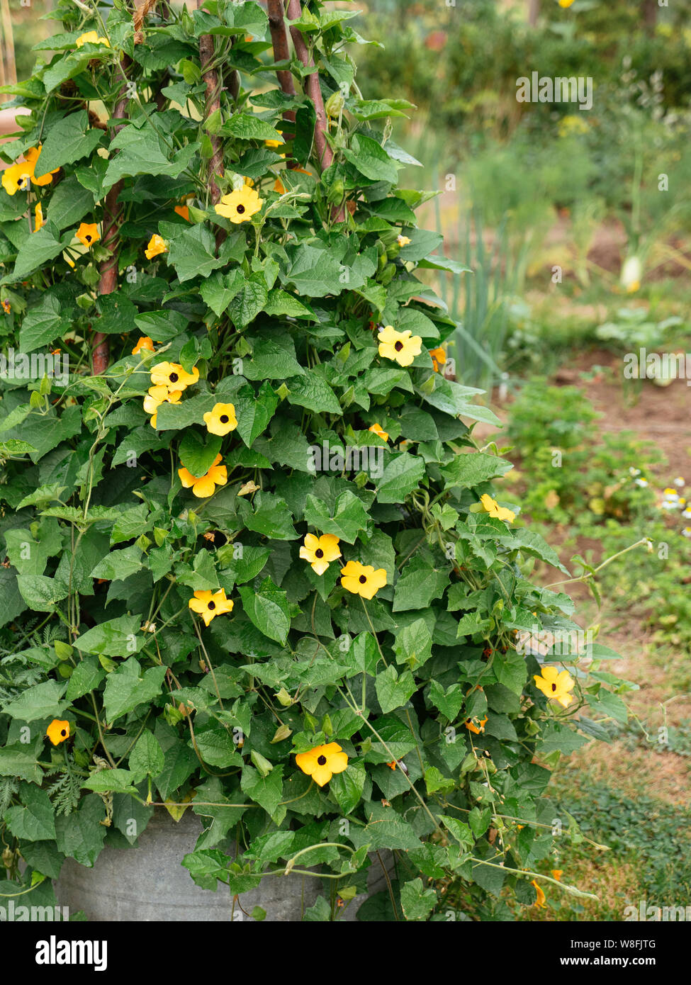 Thunbergia alata blume -Fotos und -Bildmaterial in hoher Auflösung – Alamy