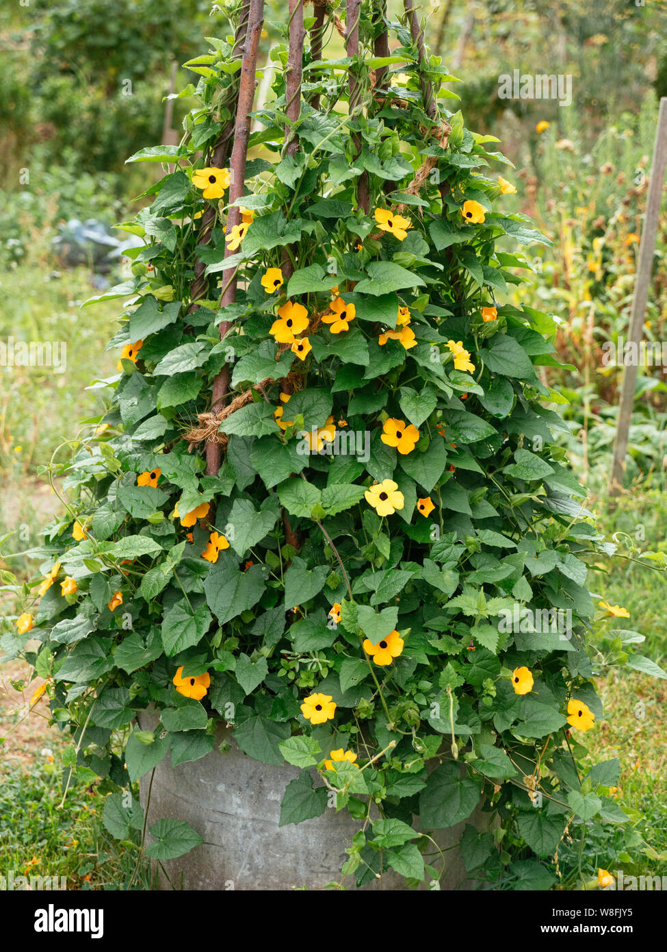 Thunbergia alata blume -Fotos und -Bildmaterial in hoher Auflösung – Alamy