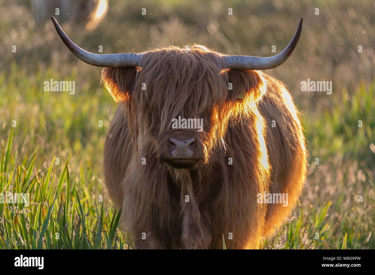 Flauschige kuh -Fotos und -Bildmaterial in hoher Auflösung – Alamy