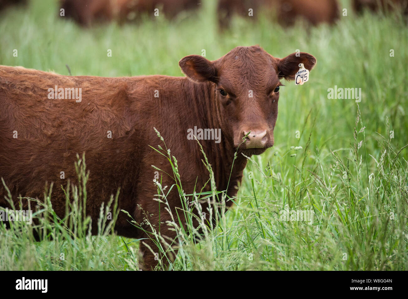 Rinder weiden auf einer weide -Fotos und -Bildmaterial in hoher ...