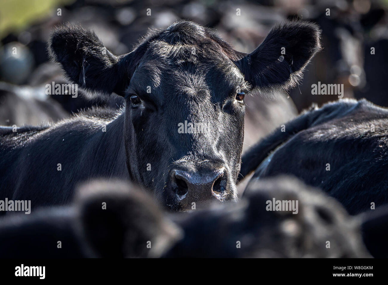 Schwarze angus kuh, die die kamera betrachtet -Fotos und -Bildmaterial ...