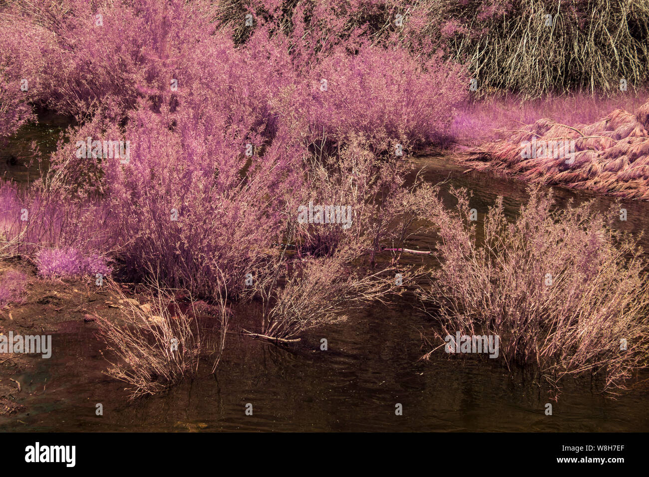 Rosa Vegetation rund um Pool von Wasser in der Wiese Stockfotografie ...