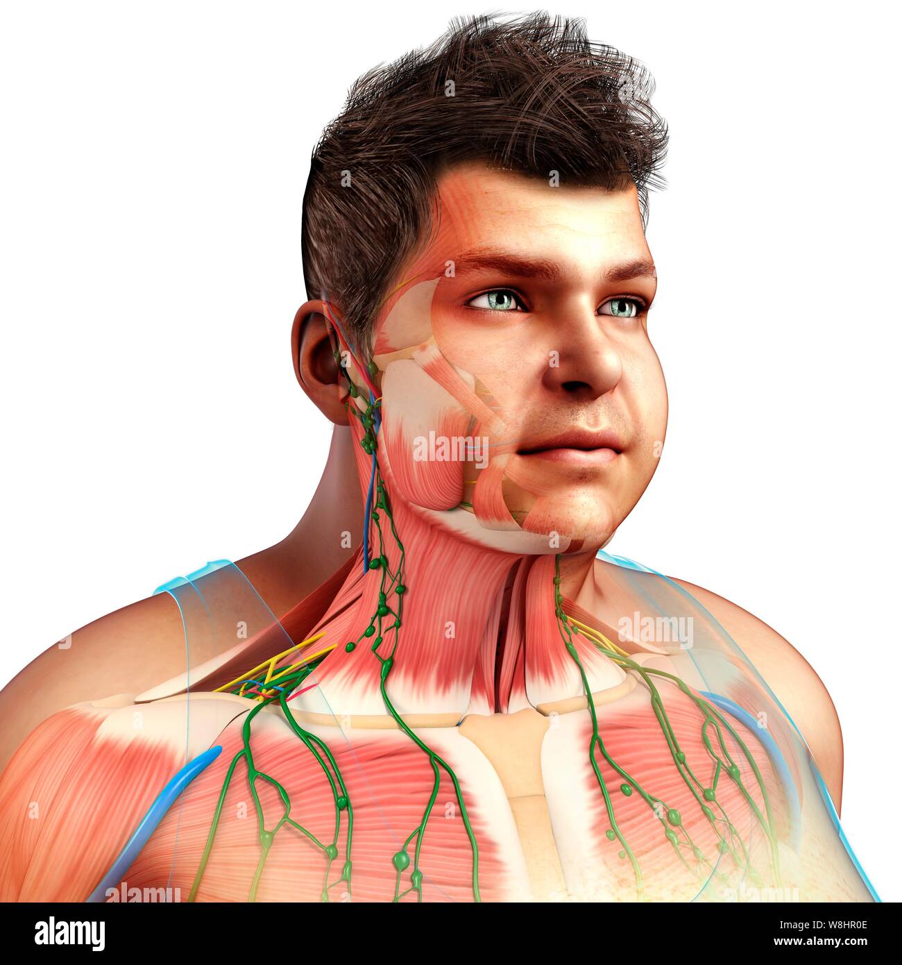Brustkorb anatomie -Fotos und -Bildmaterial in hoher Auflösung – Alamy