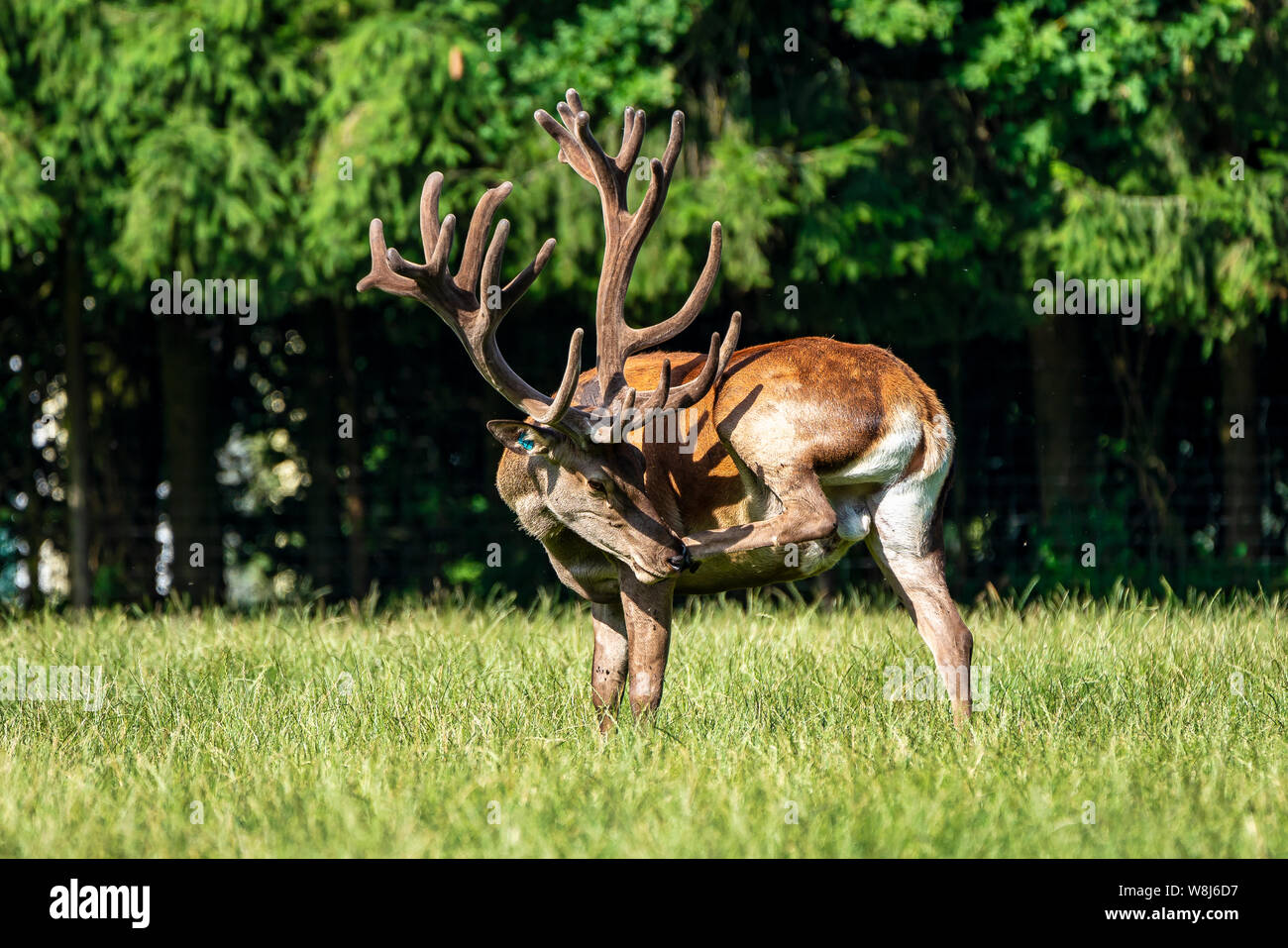 Das Rotwild, Cervus elaphus ist einer der größten Hirsche Arten. Der ...