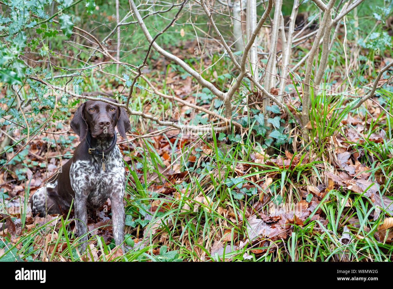 Deutscher kurzhaariger zeigerhund -Fotos und -Bildmaterial in hoher ...
