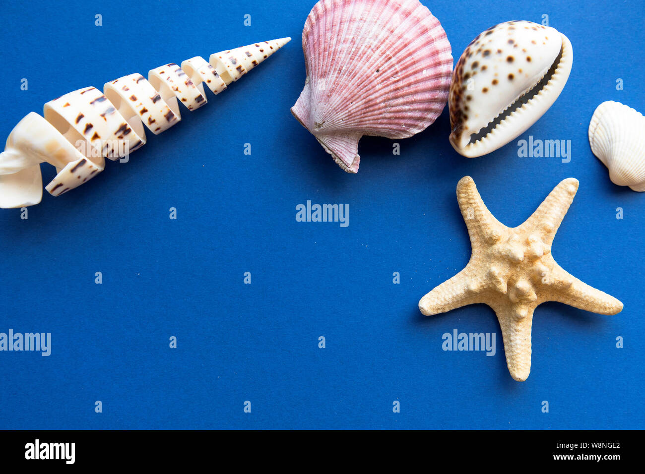 Cyan muscheln -Fotos und -Bildmaterial in hoher Auflösung – Alamy