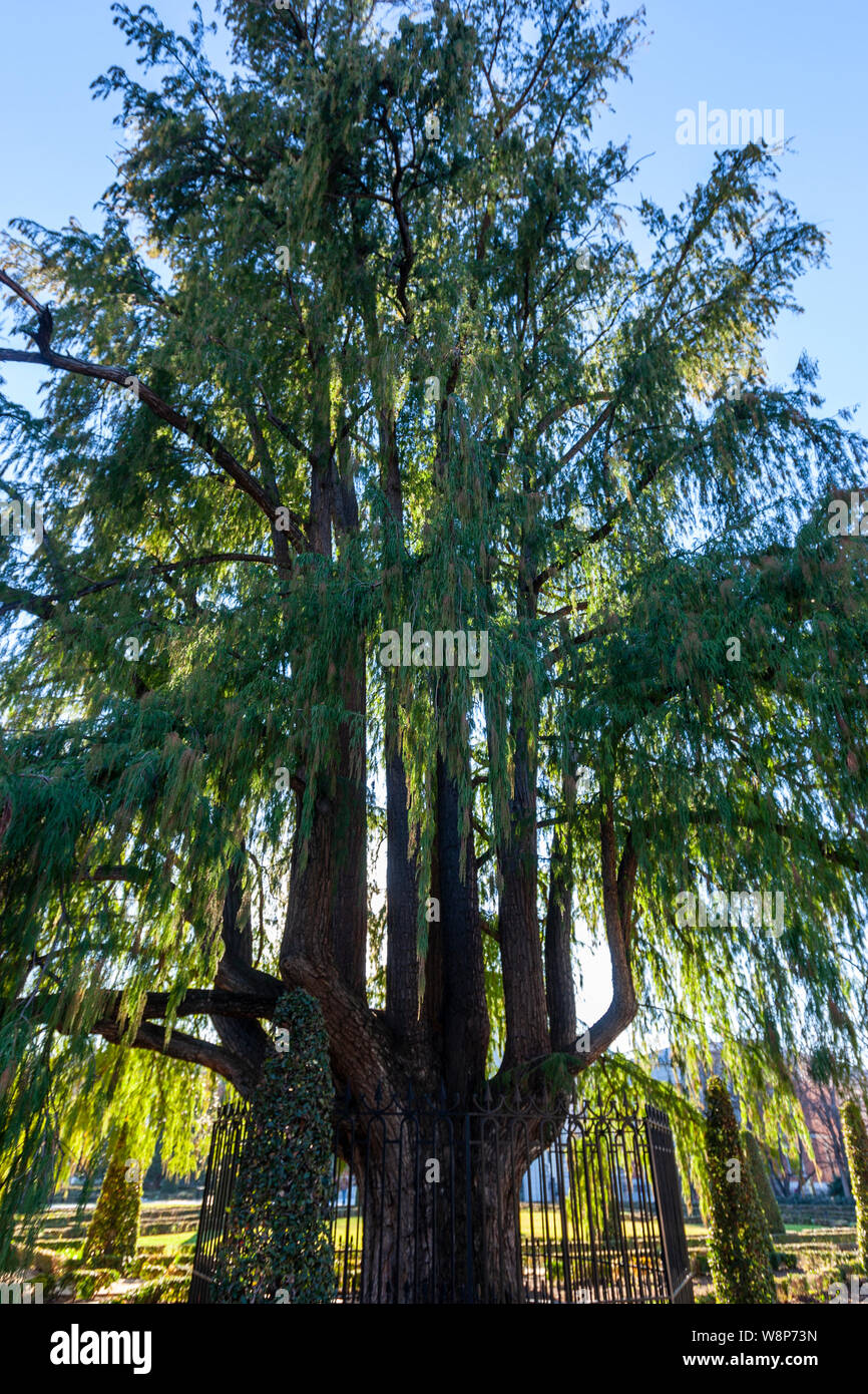 Mucronatum Ahuehuete (Taxodium distichum), die der älteste Baum in ...
