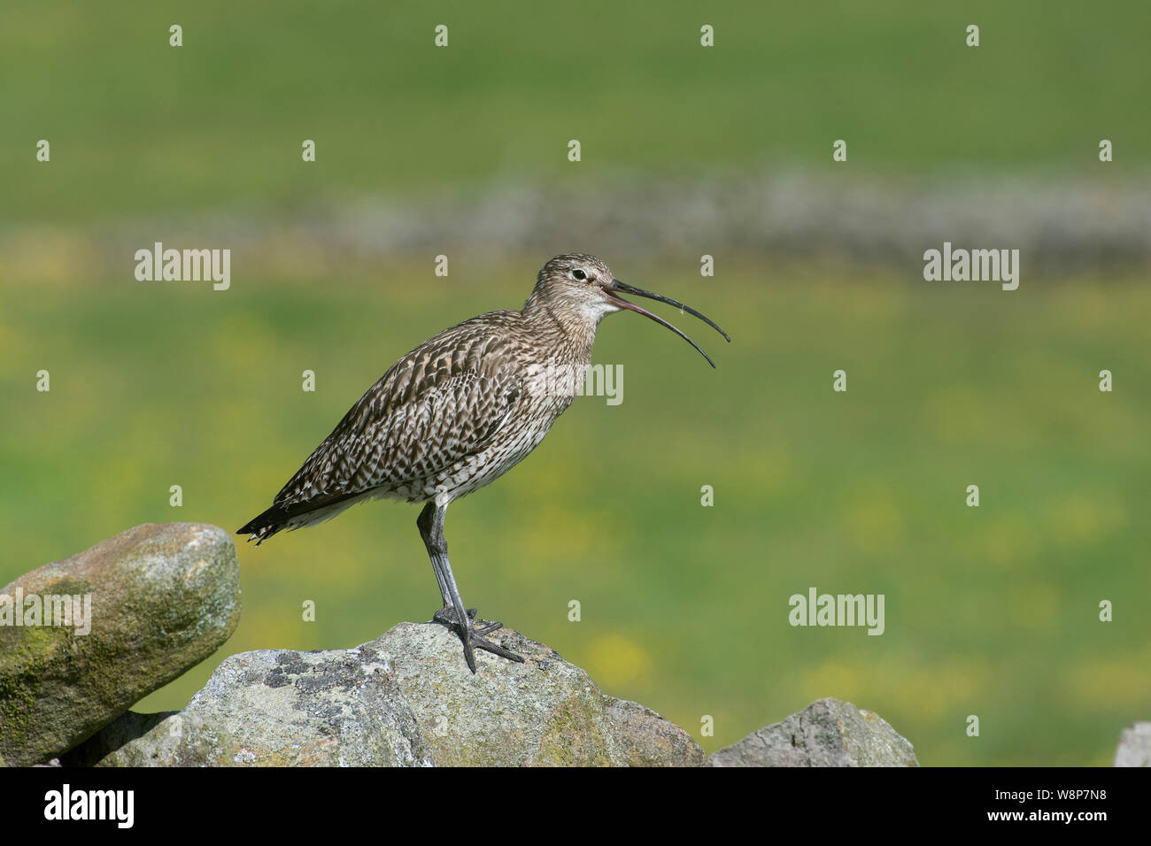 Schnabel gebogen -Fotos und -Bildmaterial in hoher Auflösung – Alamy