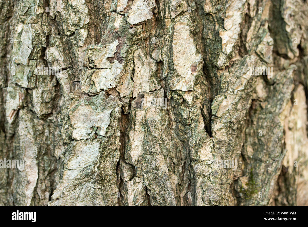 Der Rinde von einer grau-grünen Baum mit tiefen Rillen, die Textur ...