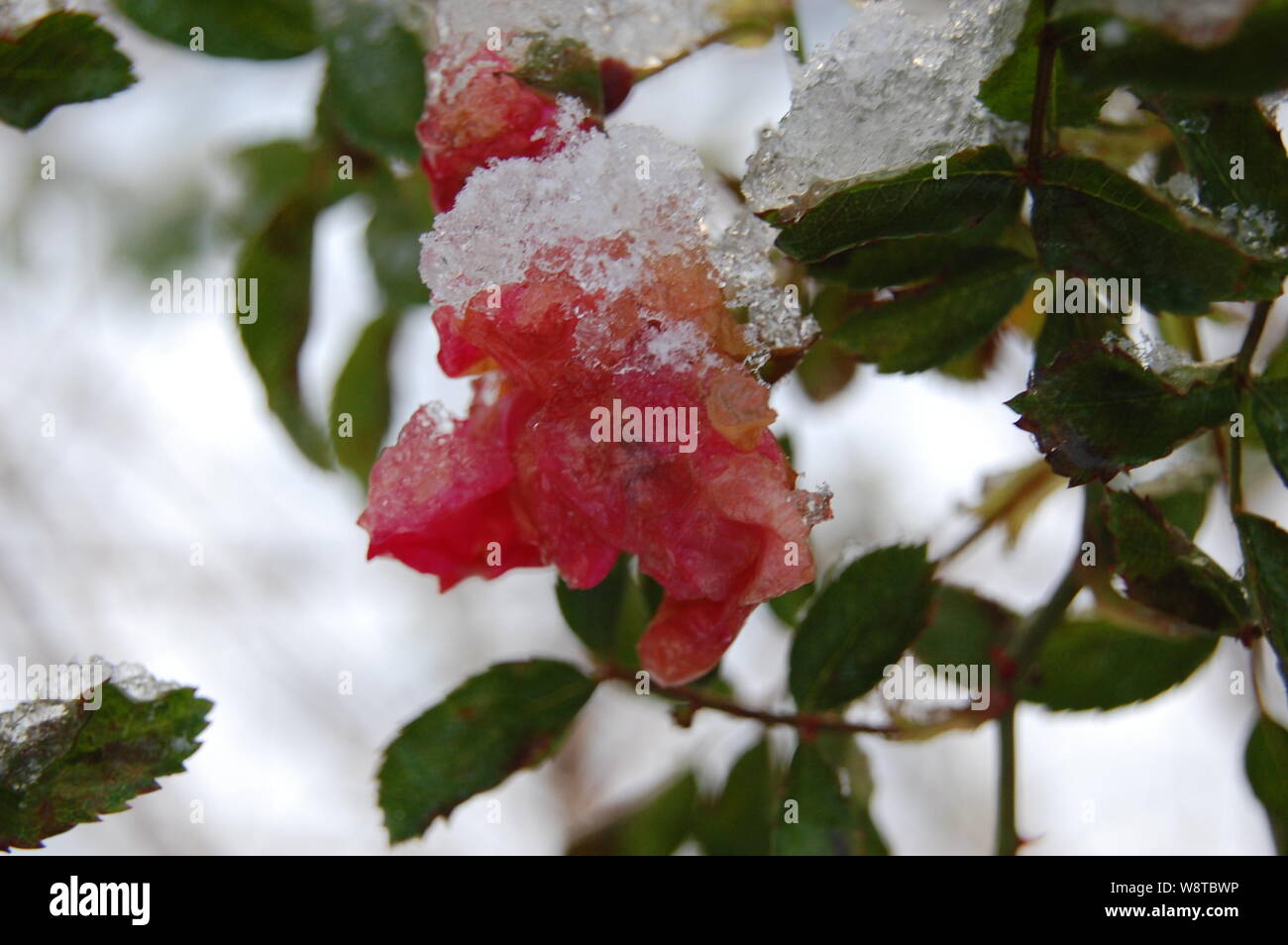 Winter weather northern ireland -Fotos und -Bildmaterial in hoher ...