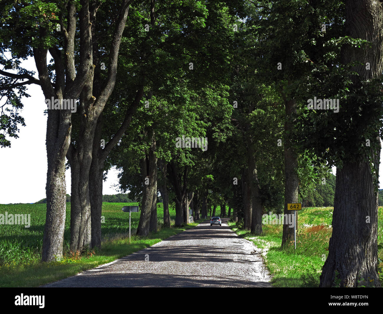 Alte Alleen mit herrlichen Bäume können noch gefunden werden reichlich ...