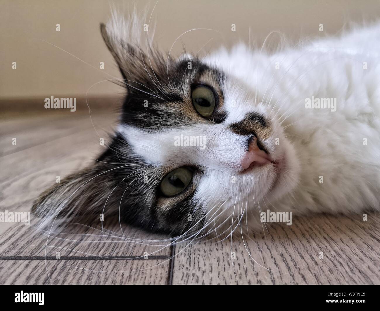 Katze schwanz stock nahaufnahme -Fotos und -Bildmaterial in hoher ...