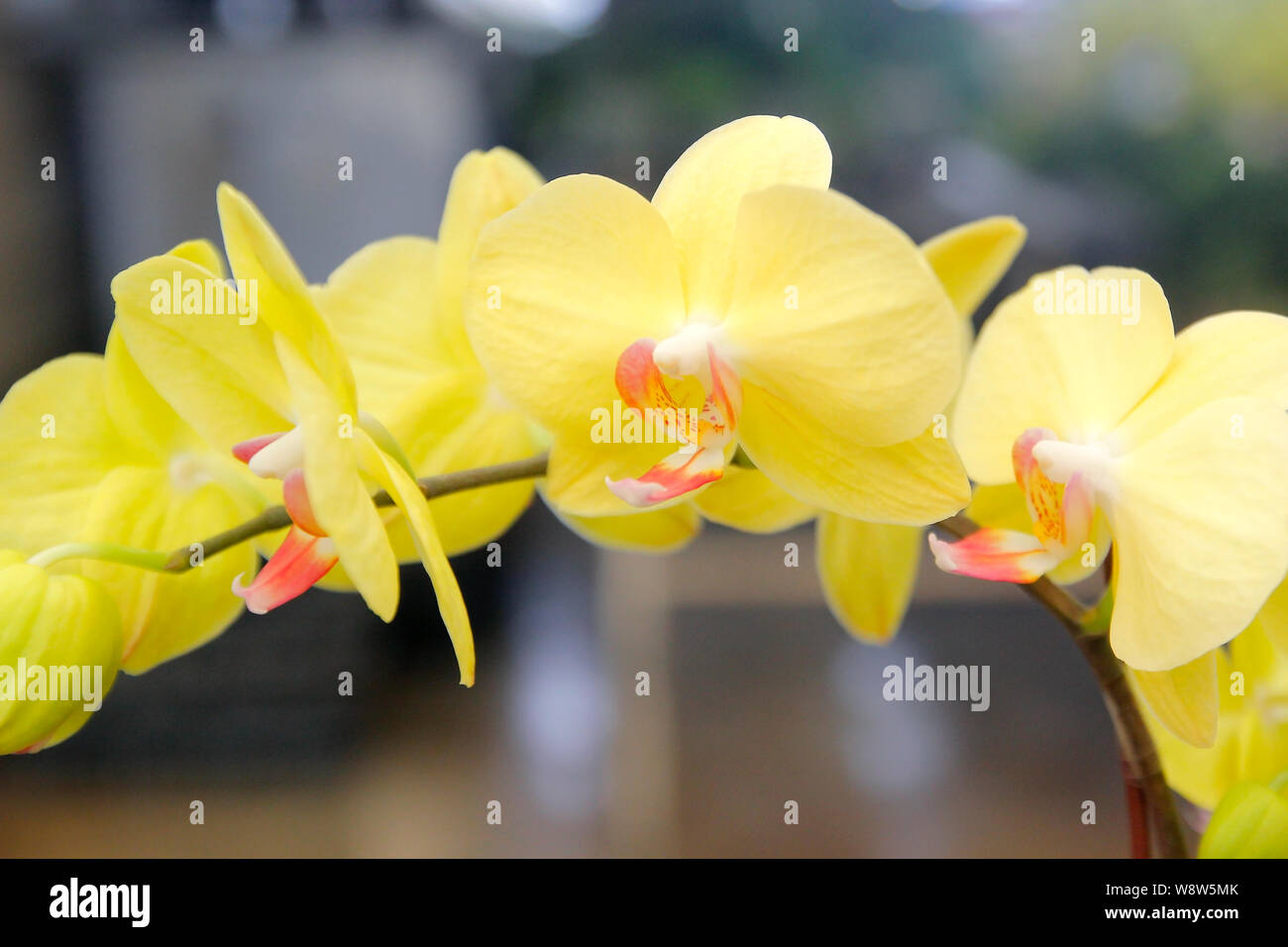 Bunte orchideenblume -Fotos und -Bildmaterial in hoher Auflösung – Alamy