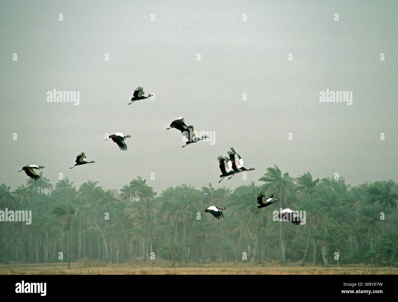 Vögel von westafrika -Fotos und -Bildmaterial in hoher Auflösung – Alamy
