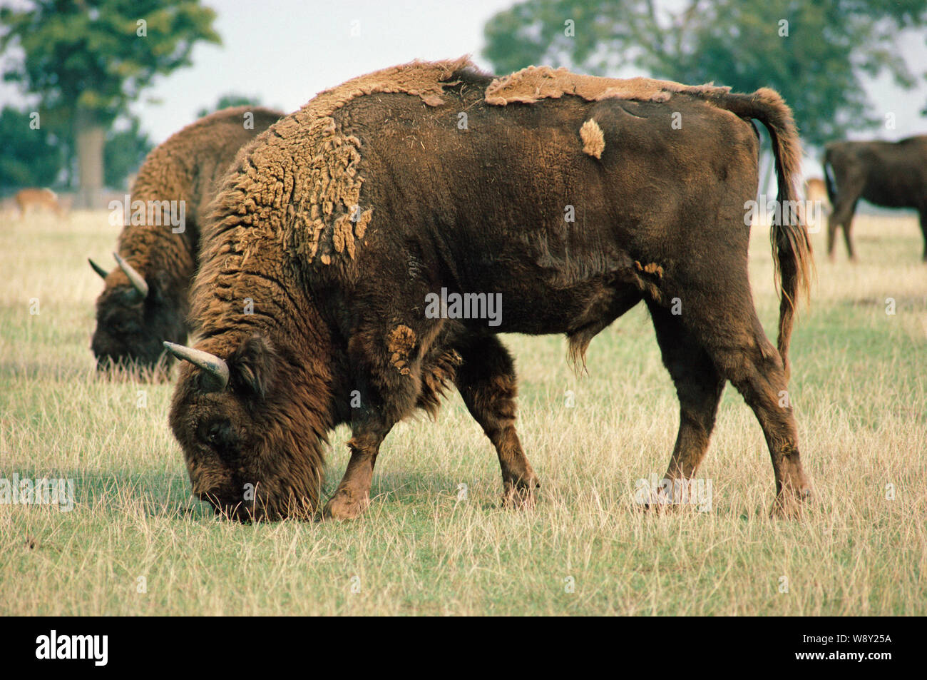 Europäische Bisons oder WISENT Bison bonasus Männchen streifen. Arten ...