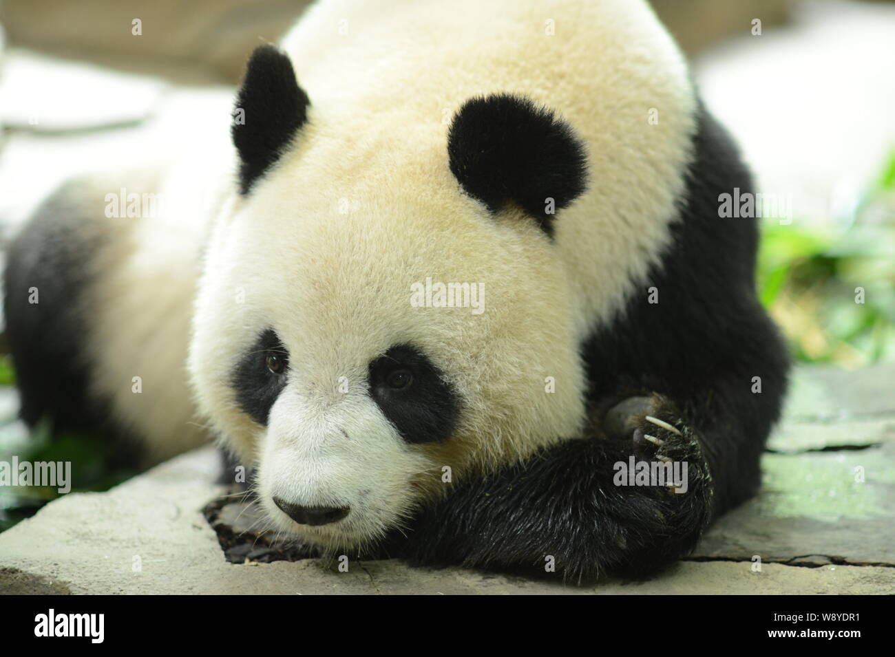 Pr handout -Fotos und -Bildmaterial in hoher Auflösung – Alamy