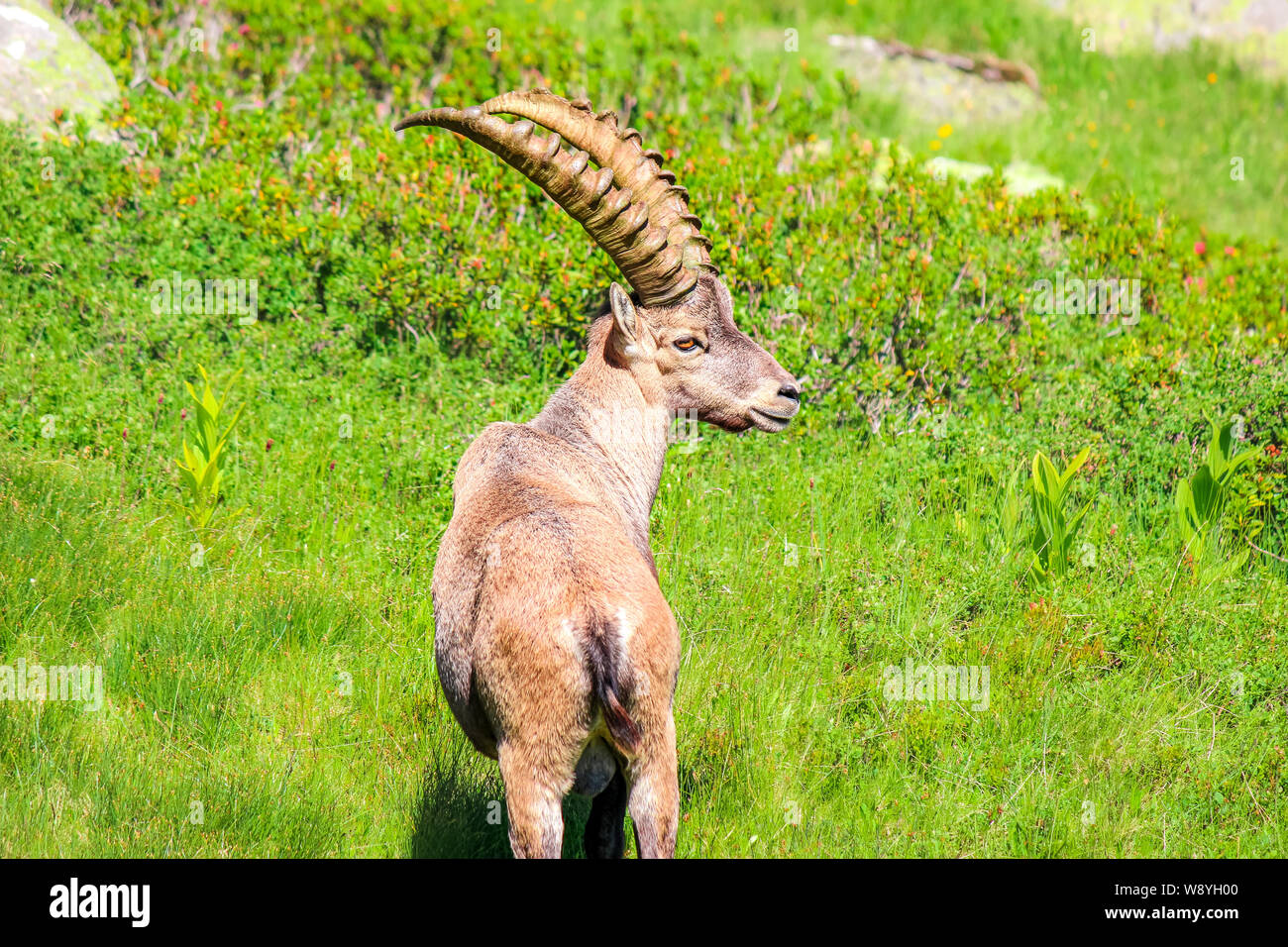 Tierwelt wildtiere -Fotos und -Bildmaterial in hoher Auflösung – Alamy