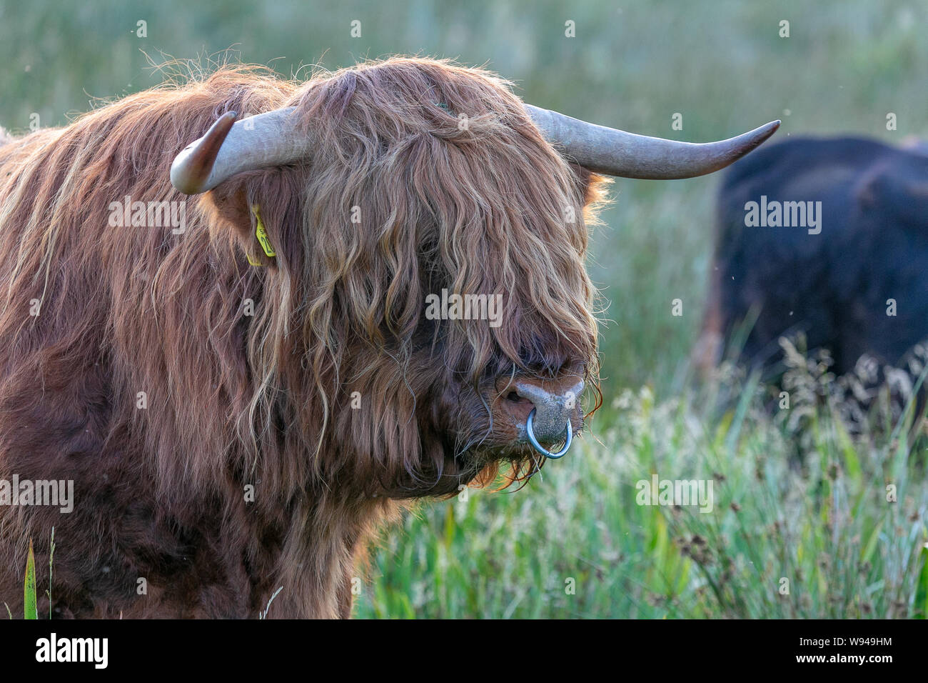 Gesicht stier -Fotos und -Bildmaterial in hoher Auflösung – Alamy