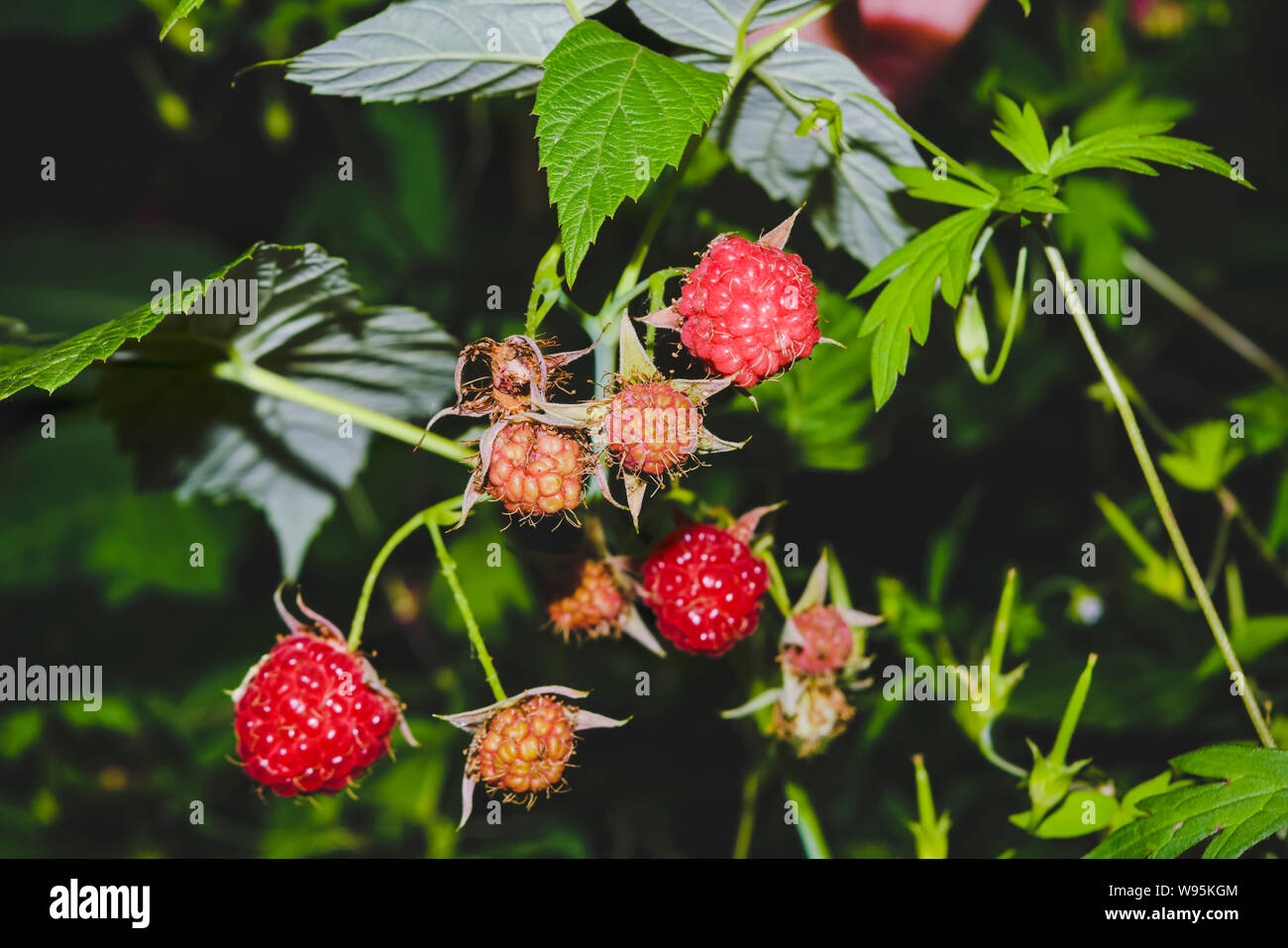 Himbeerbusch reif sommer beere rot -Fotos und -Bildmaterial in hoher ...
