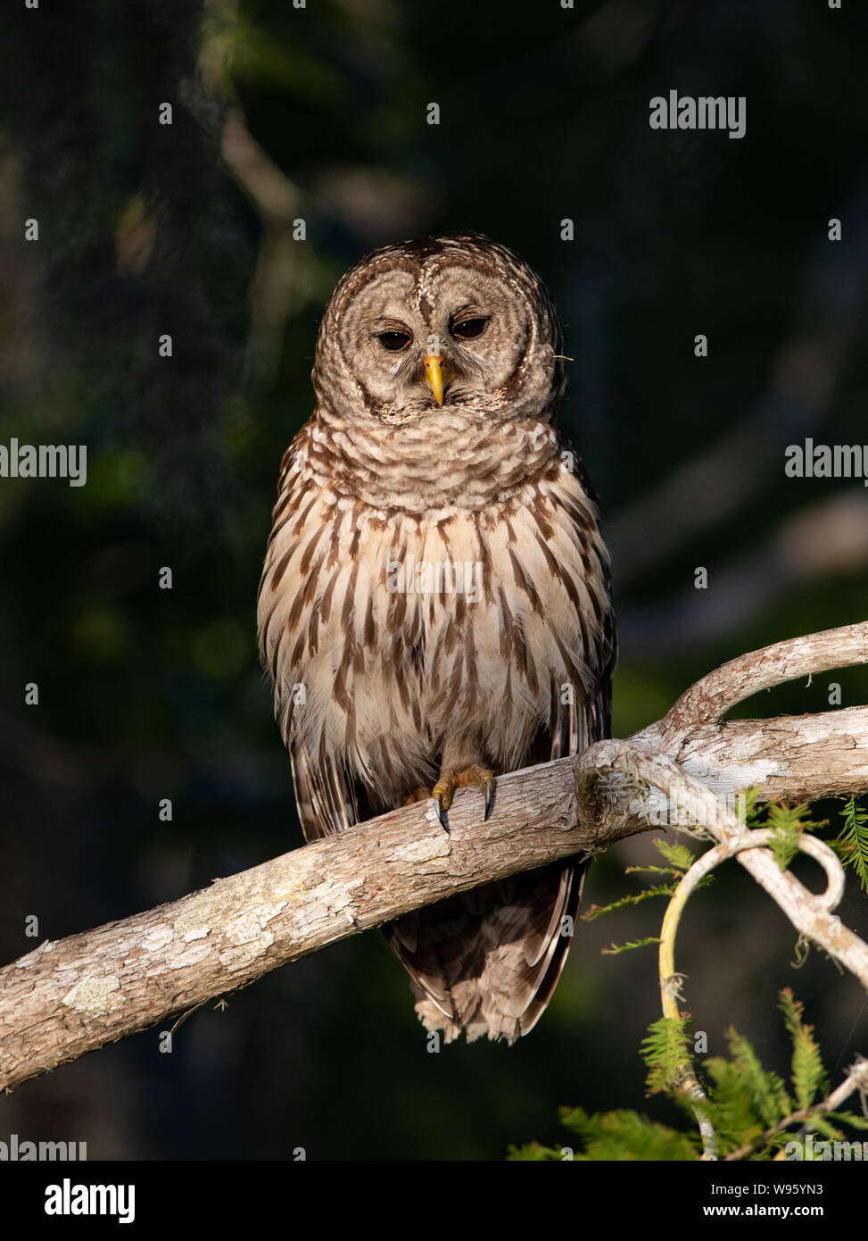 Eulen in den Baum gesperrt Stockfotografie - Alamy