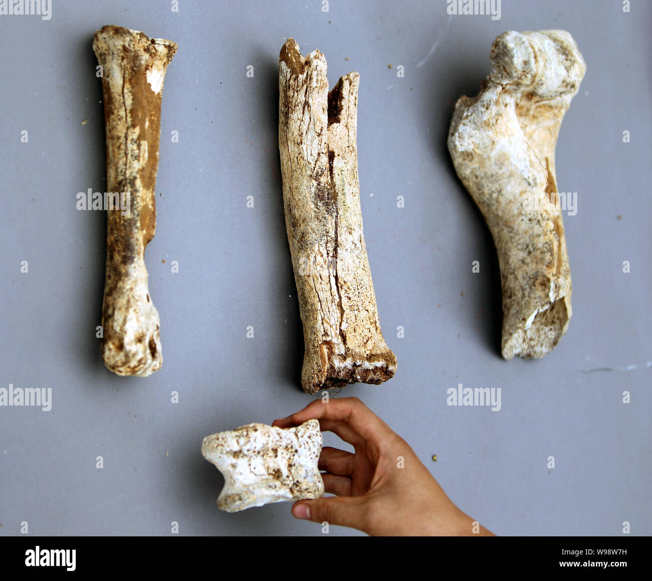 Alte steinzeit -Fotos und -Bildmaterial in hoher Auflösung – Alamy