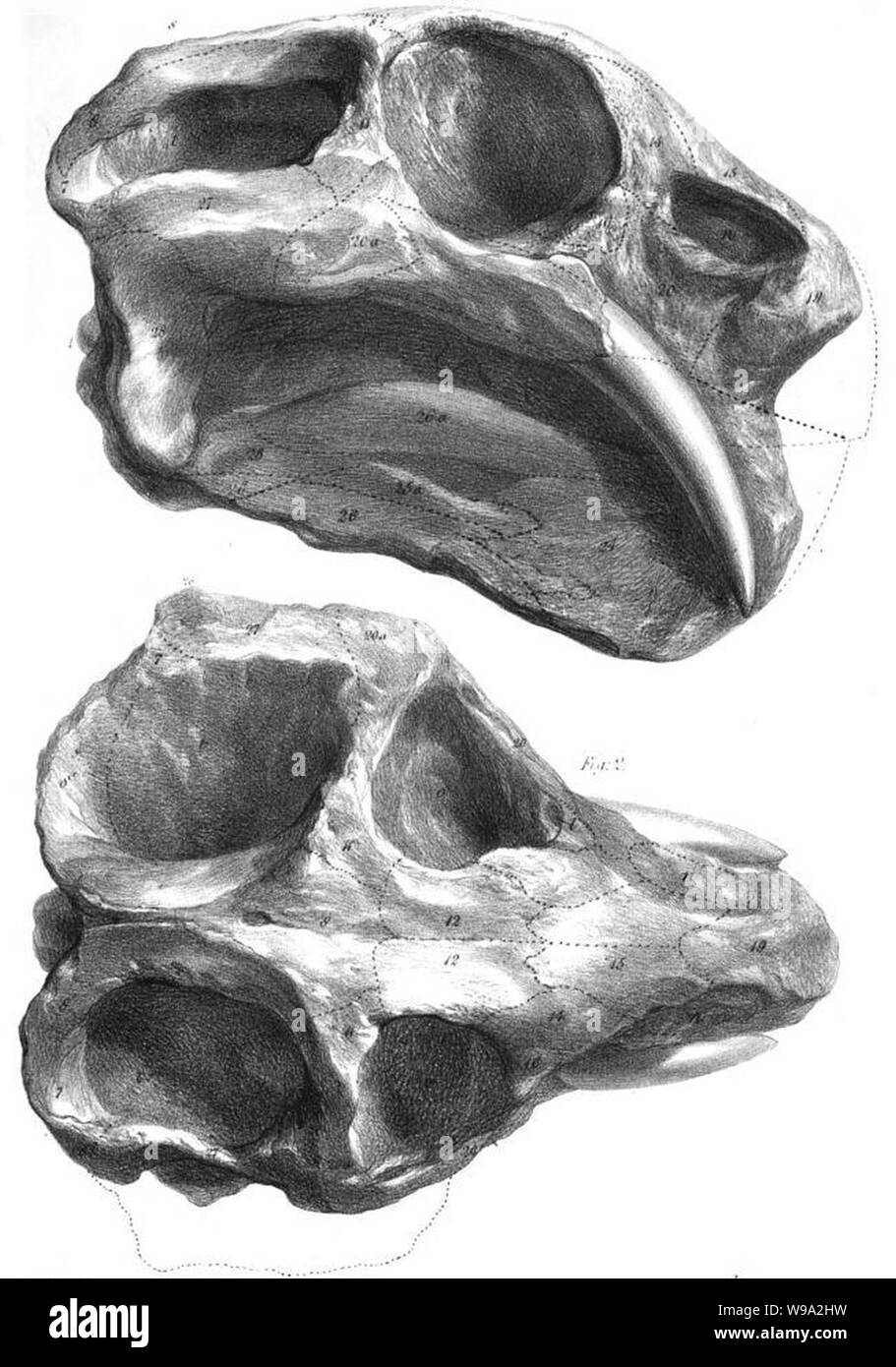 Dicynodon dicynodon -Fotos und -Bildmaterial in hoher Auflösung – Alamy