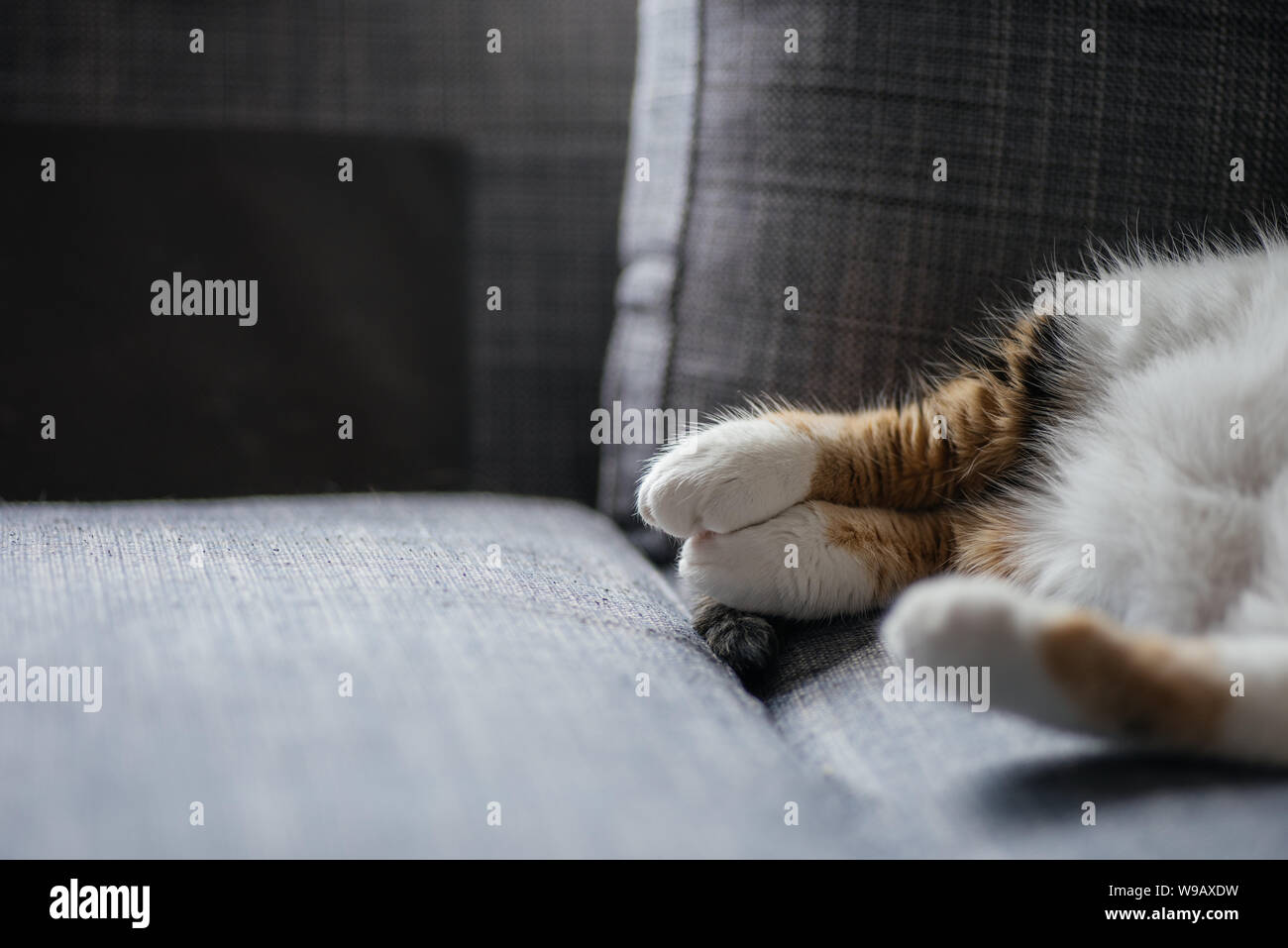 Katze Beine Stockfotos und -bilder Kaufen - Alamy