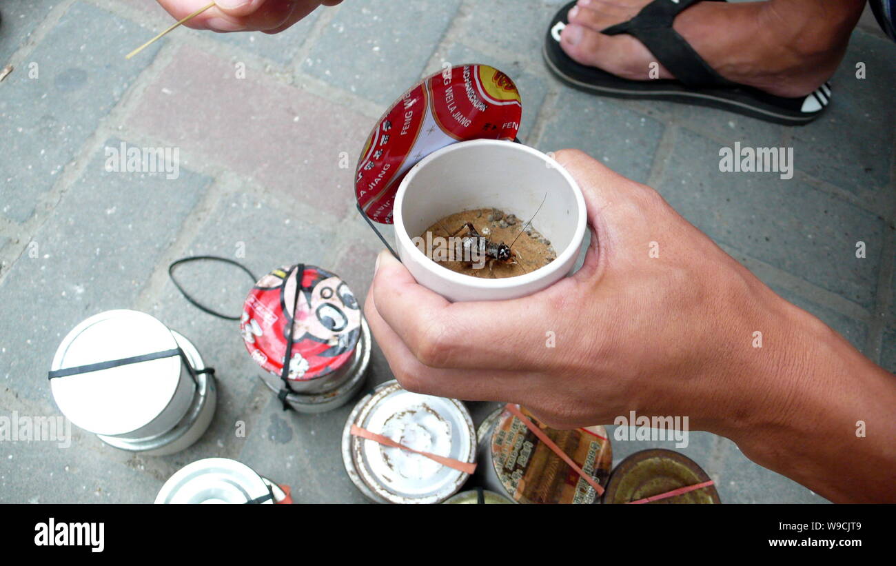 Cricket liebhaber -Fotos und -Bildmaterial in hoher Auflösung – Alamy