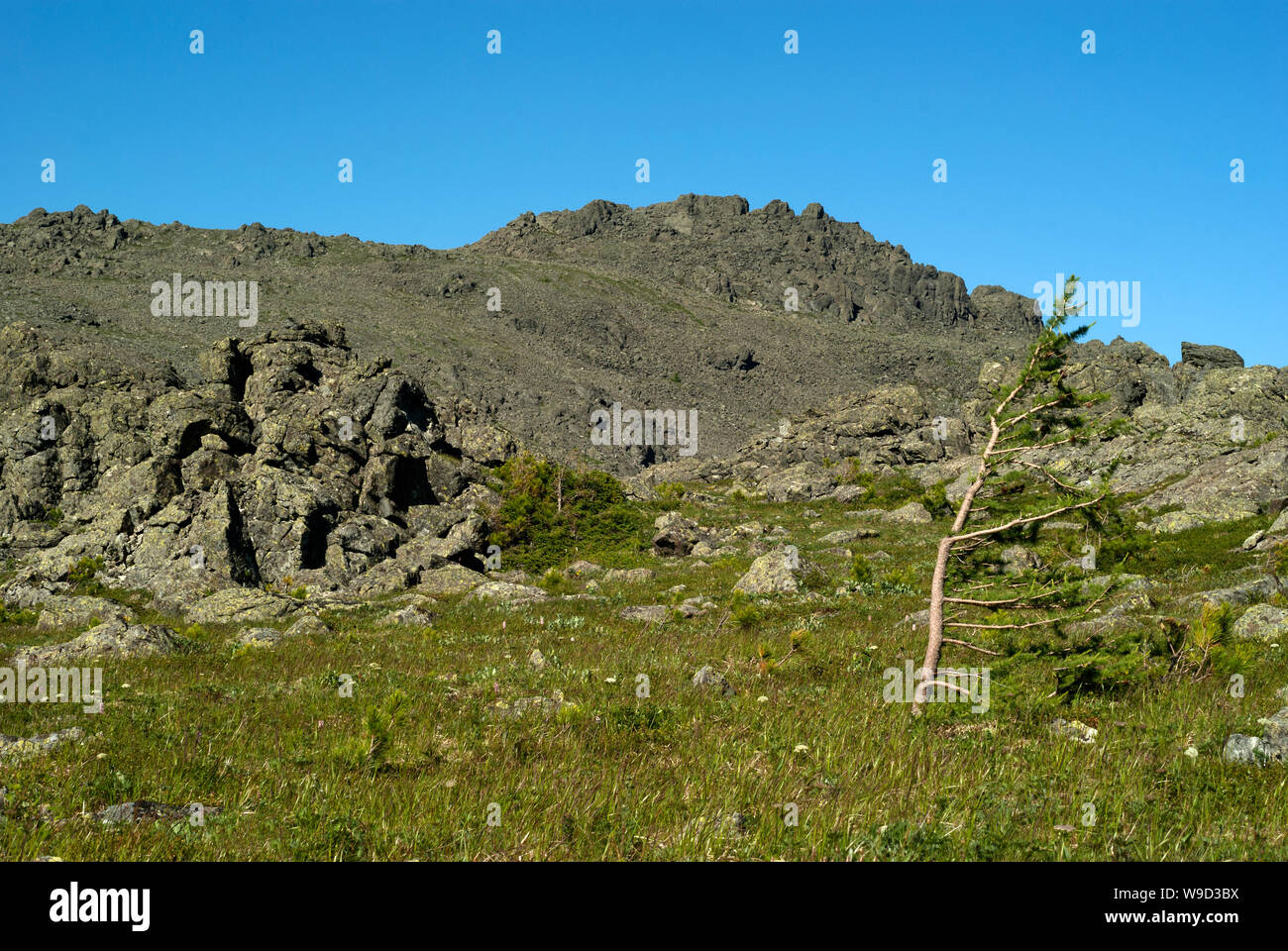 Subalpine larch -Fotos und -Bildmaterial in hoher Auflösung – Alamy