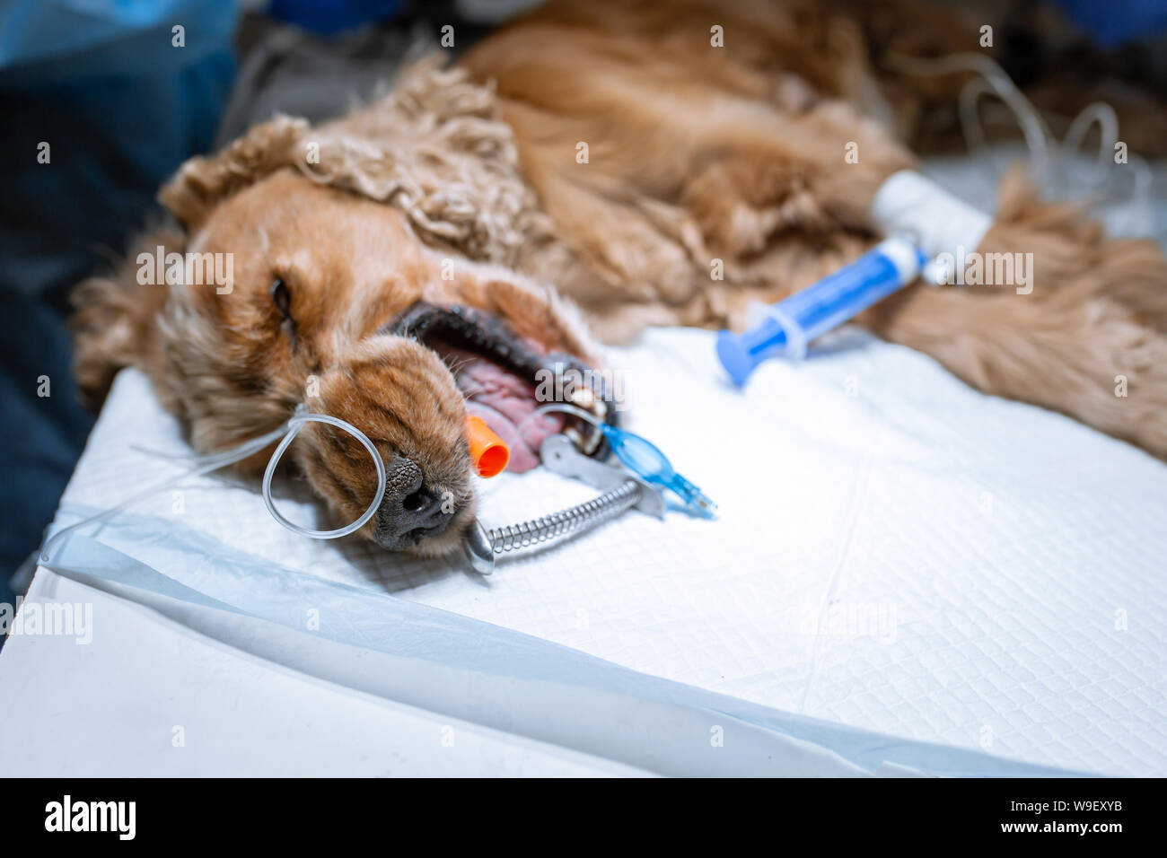 Tierärzte bereiten den Hund für eine Operation, die Zähne zu reinigen ... Tierärzte bereiten den Hund für eine Operation, die Zähne zu reinigen ...
