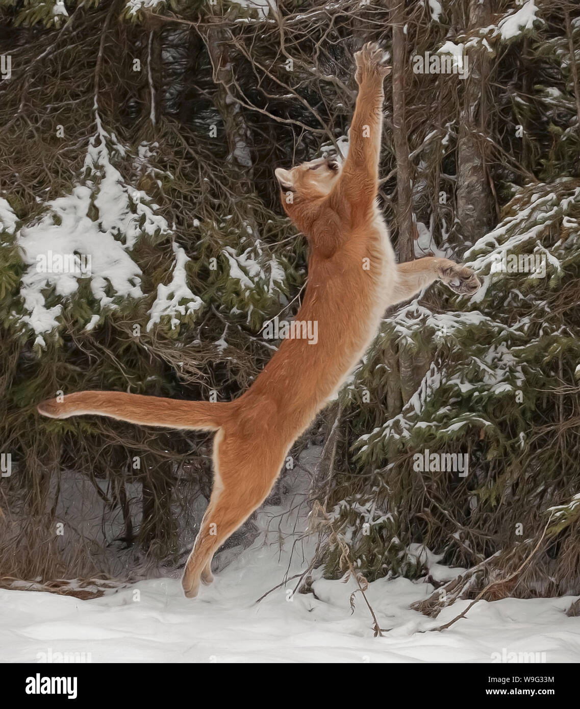 Puma katze tier -Fotos und -Bildmaterial in hoher Auflösung – Alamy