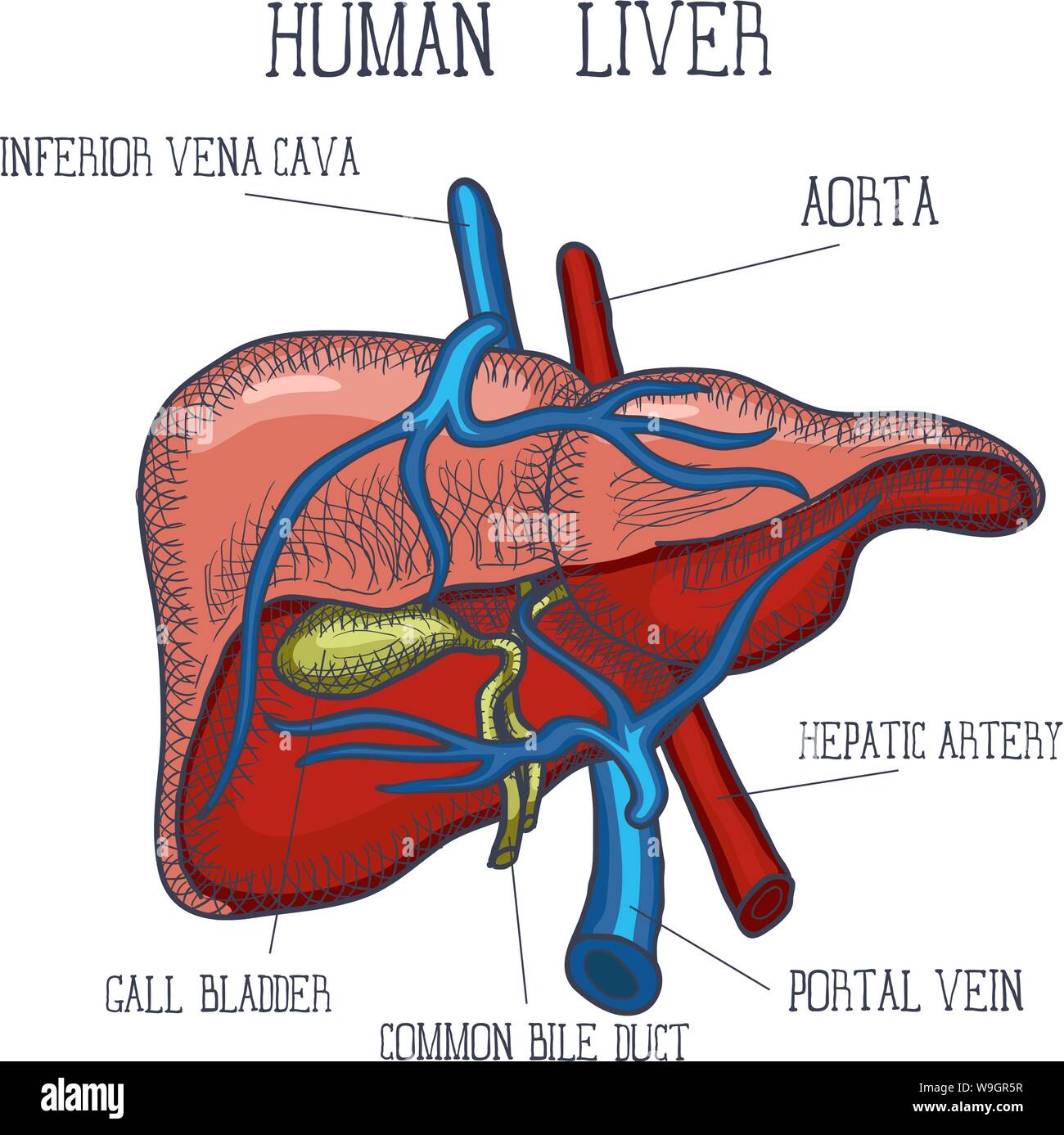 Skizze Tinte der menschlichen Leber, Hand gezeichnet, doodle Stil ...