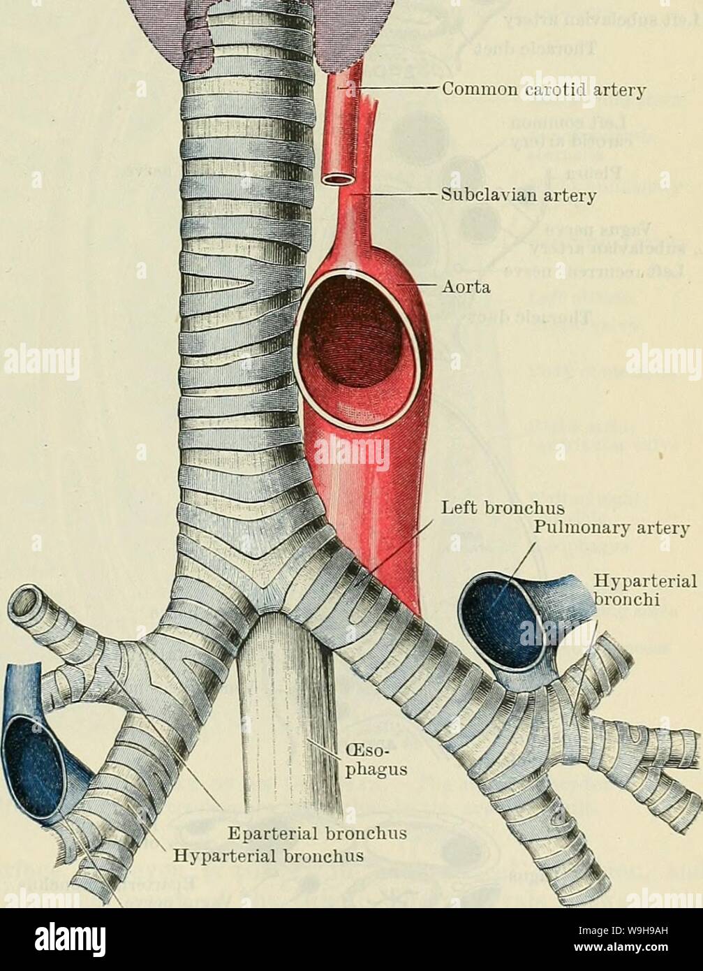 Arterie carotis communis -Fotos und -Bildmaterial in hoher Auflösung ...