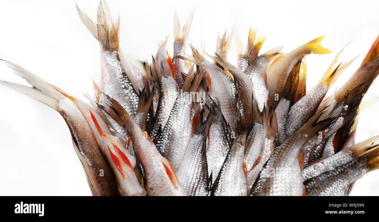 Splitted fish -Fotos und -Bildmaterial in hoher Auflösung – Alamy