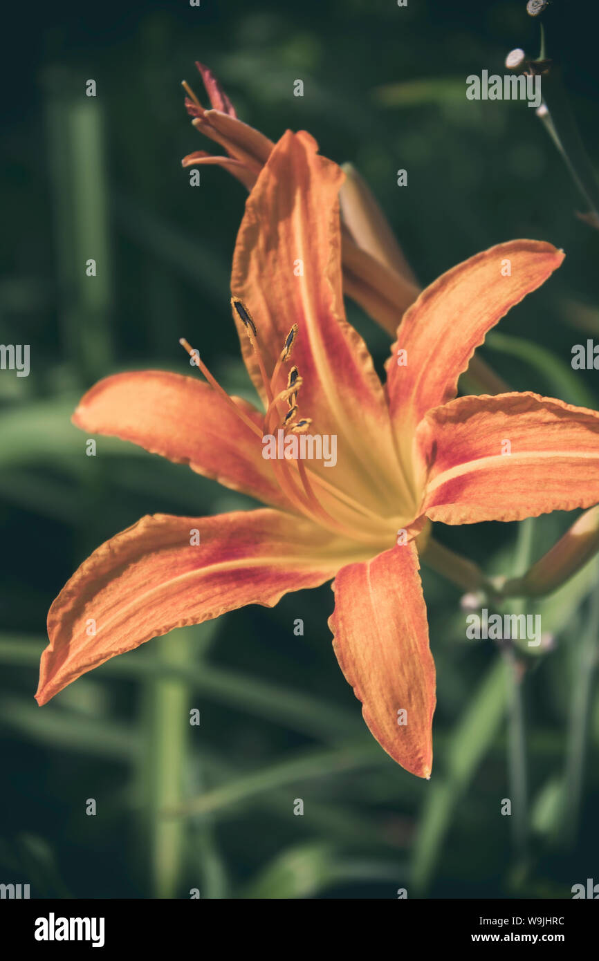 Blume lily -Fotos und -Bildmaterial in hoher Auflösung – Alamy