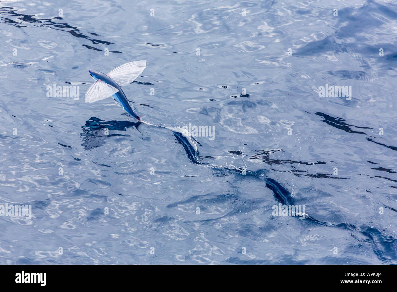 Der fliegende fisch -Fotos und -Bildmaterial in hoher Auflösung – Alamy