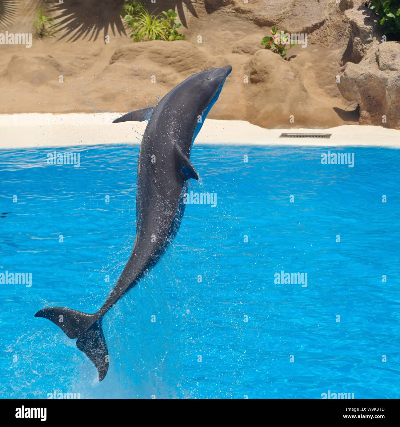 Unterwasser flipper -Fotos und -Bildmaterial in hoher Auflösung – Alamy