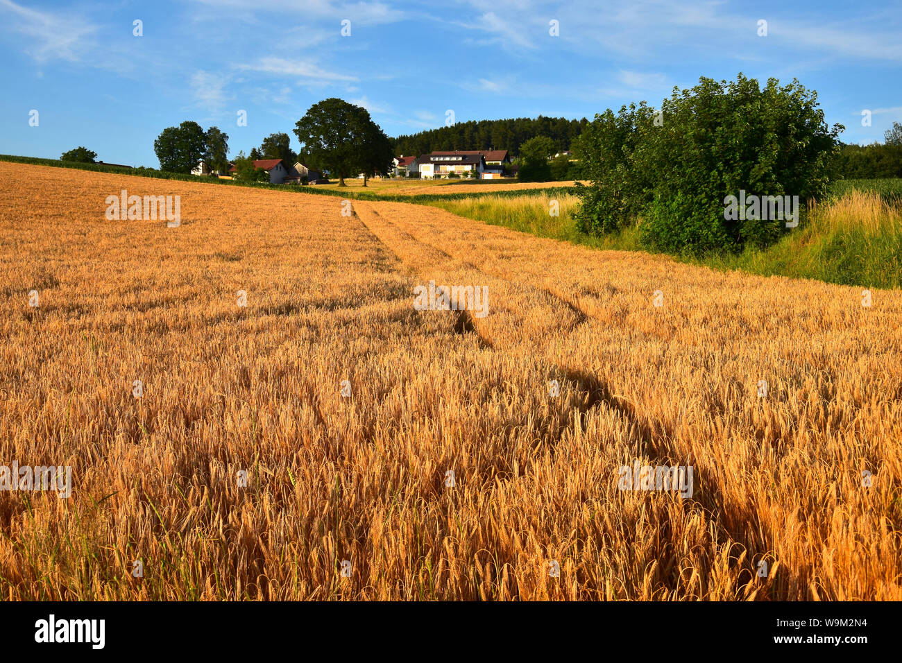 Eine kleine Stadt in Bayern im Sommer. Ein maisfeld vor. Gemeinde ...