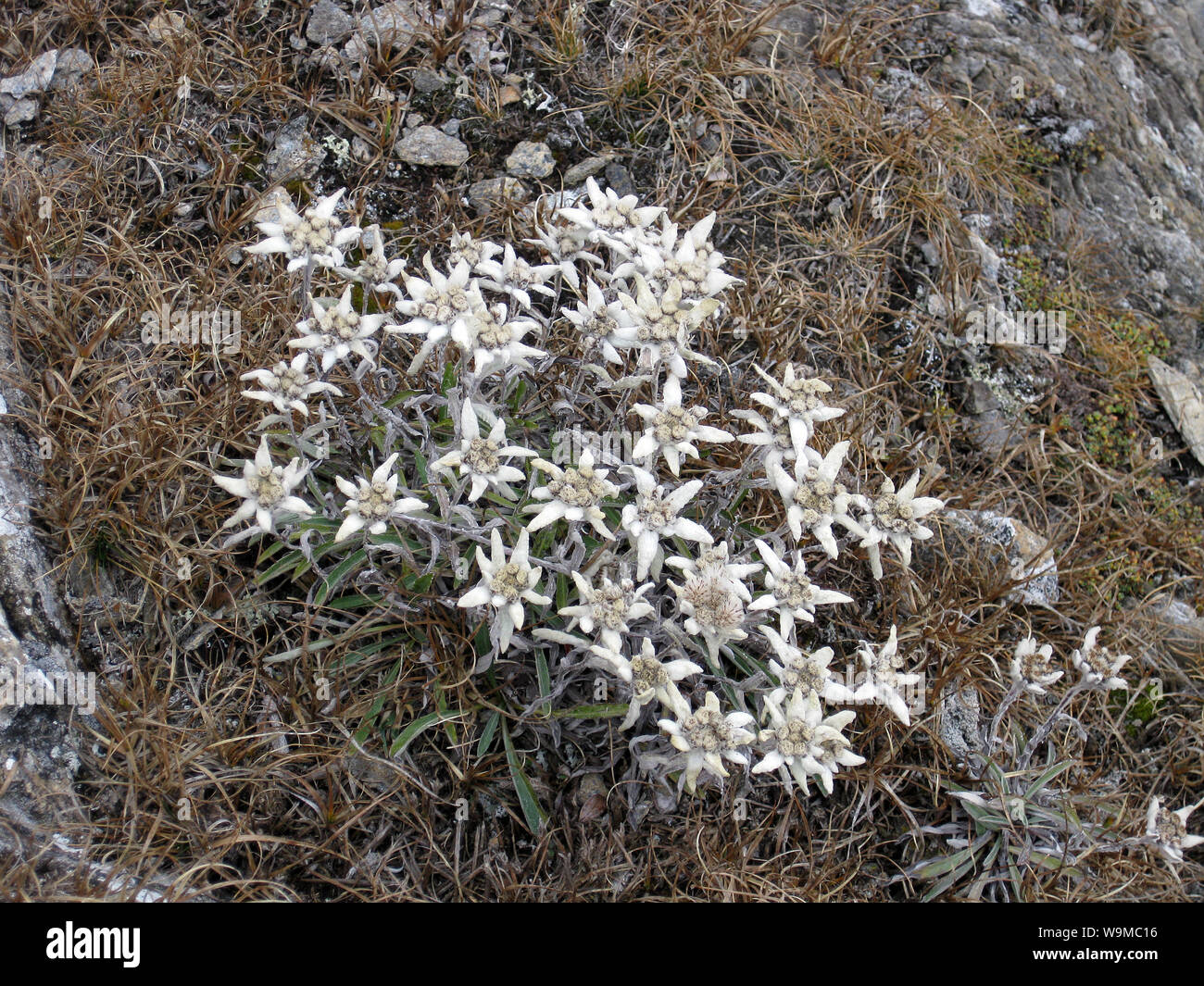 Edelweiss In Mountains Stockfotos & Edelweiss In Mountains Bilder - Alamy