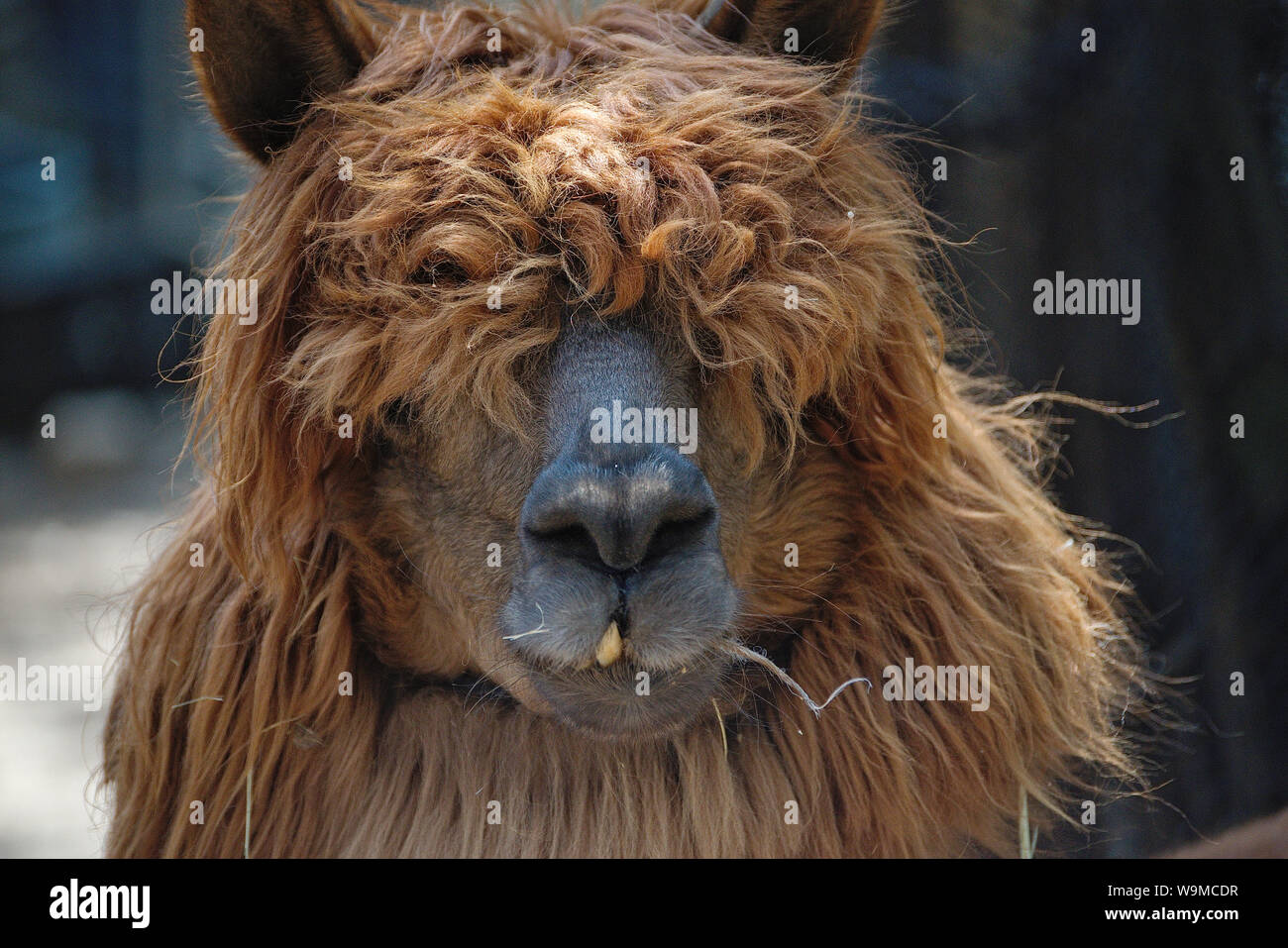 Lama gesicht -Fotos und -Bildmaterial in hoher Auflösung – Alamy