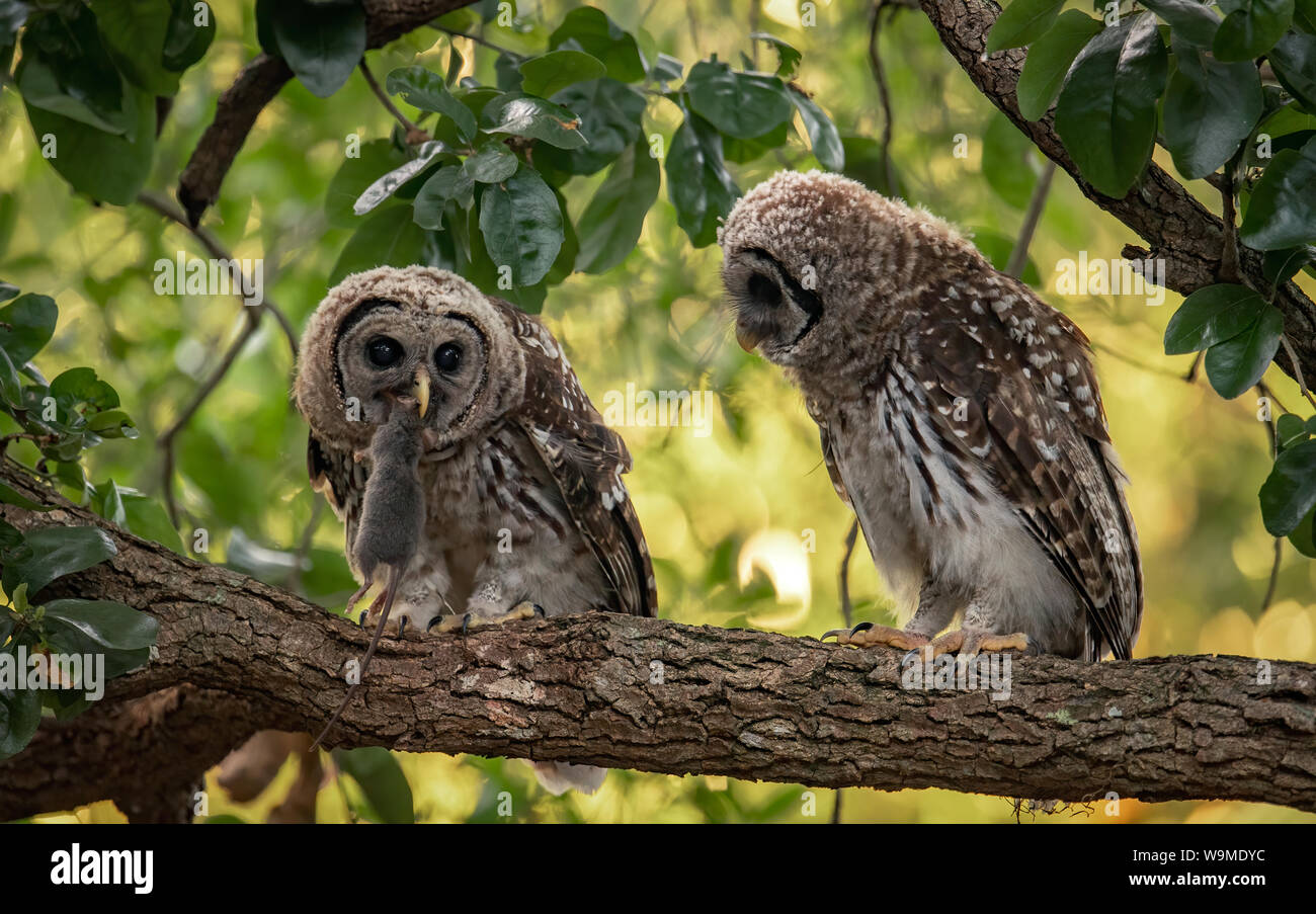 Blaue maus vogel Stockfotos und -bilder Kaufen - Alamy