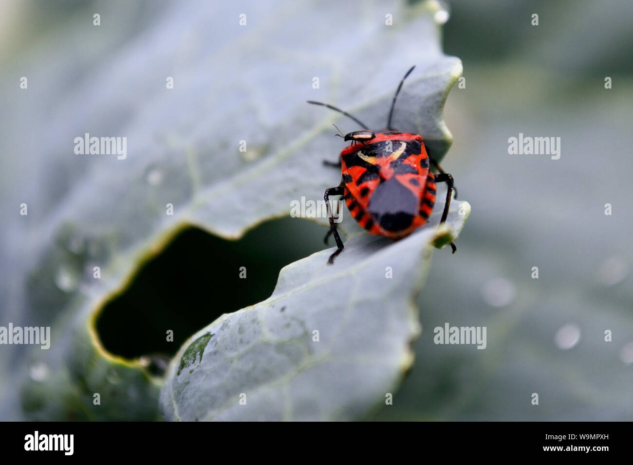 Rote wanze -Fotos und -Bildmaterial in hoher Auflösung – Alamy