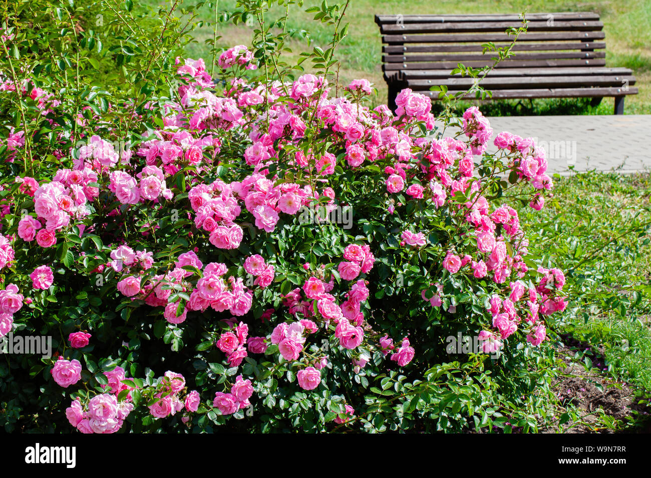 Rosengarten bank -Fotos und -Bildmaterial in hoher Auflösung – Alamy