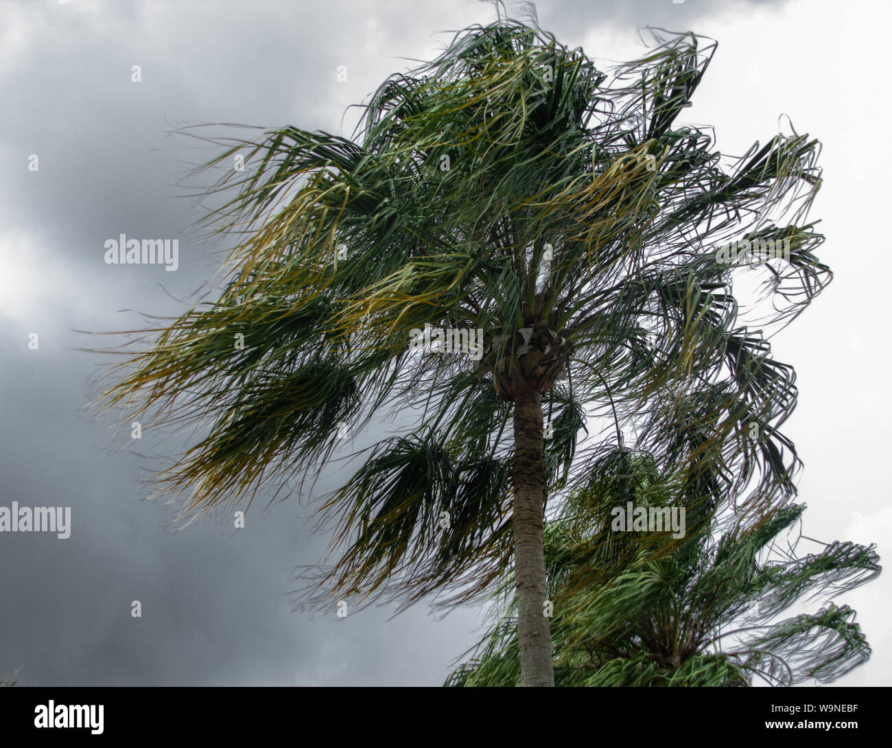 Hurrikan palme -Fotos und -Bildmaterial in hoher Auflösung – Alamy
