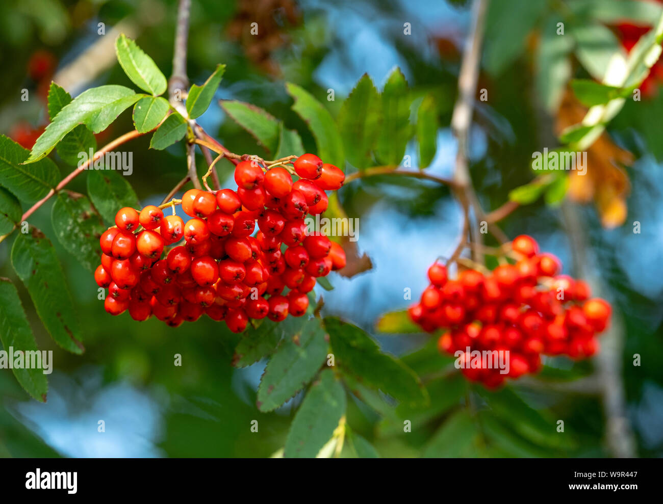 Kleine rote Beeren aus einer Eberesche (Sorbus aucuparia Eberesche ...